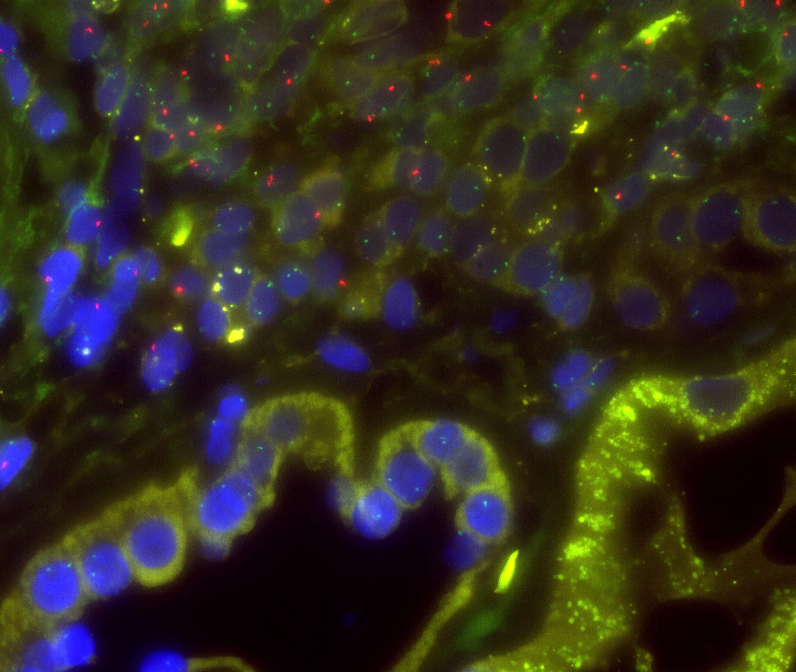 Filters for Fluorescence Microscopy
