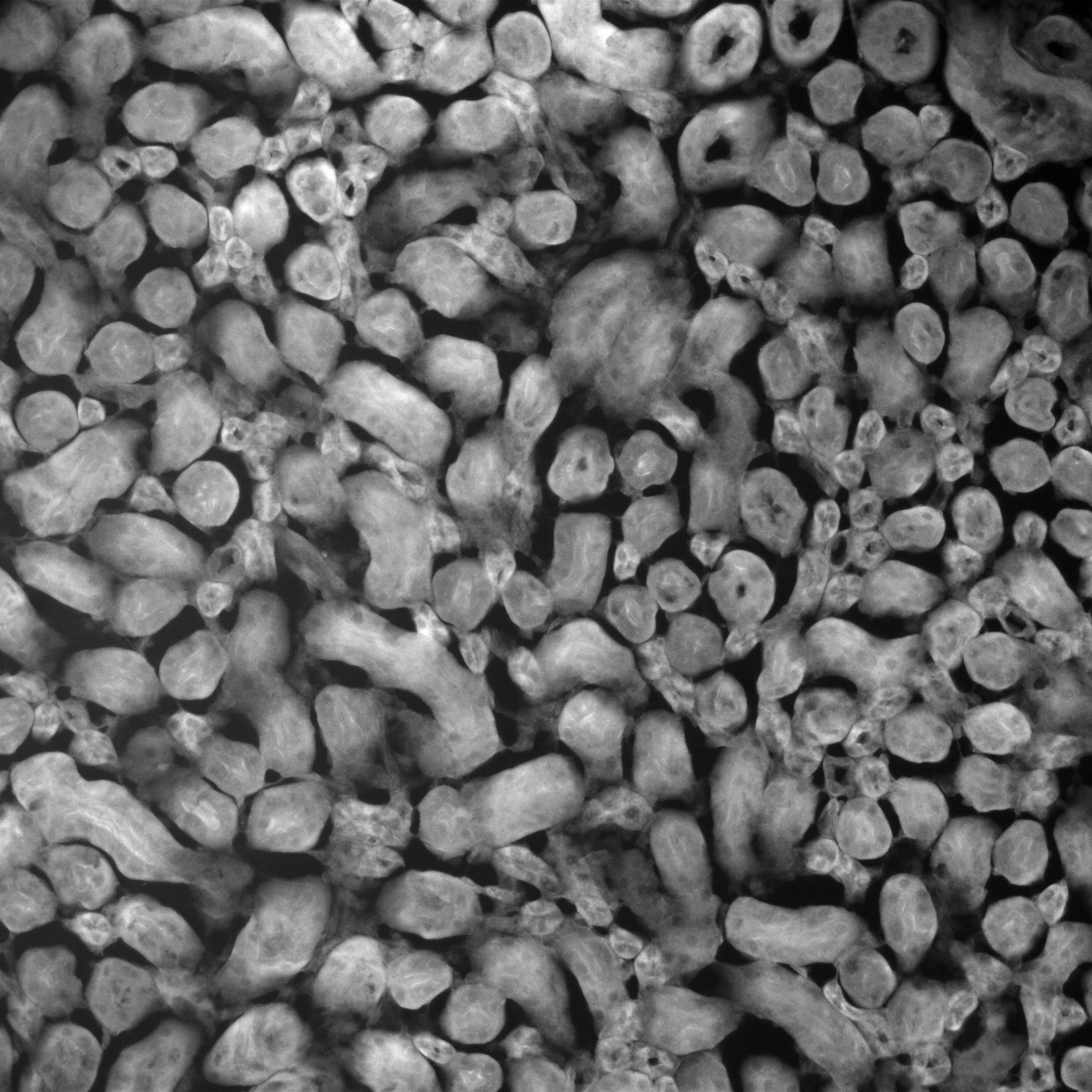 Filter： Optolong FISH Sets – Optical Filter | Fluorescence Filter ...