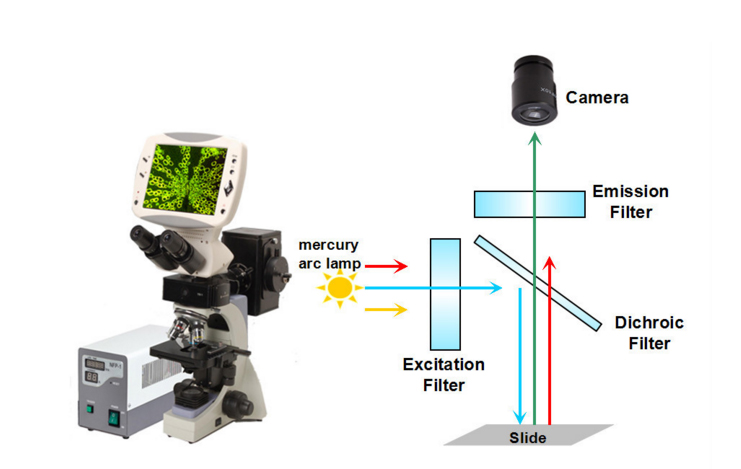 What need to be cared when you select fluorescence filters ! – Optical ...
