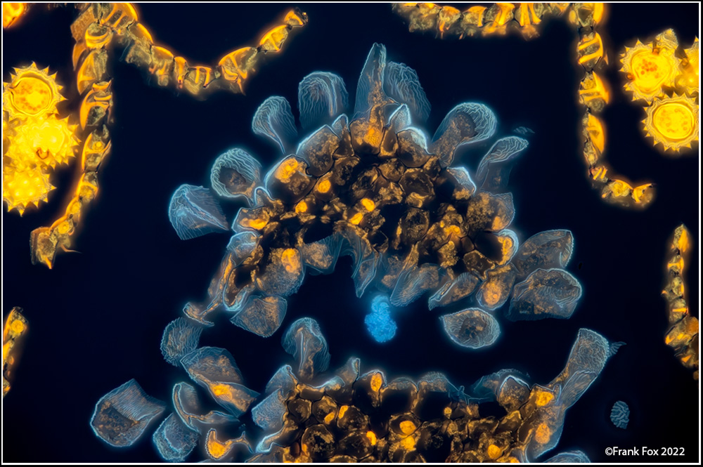 Filter:DAPI longpass PN31001 – Optical Filter | Fluorescence Filter ...
