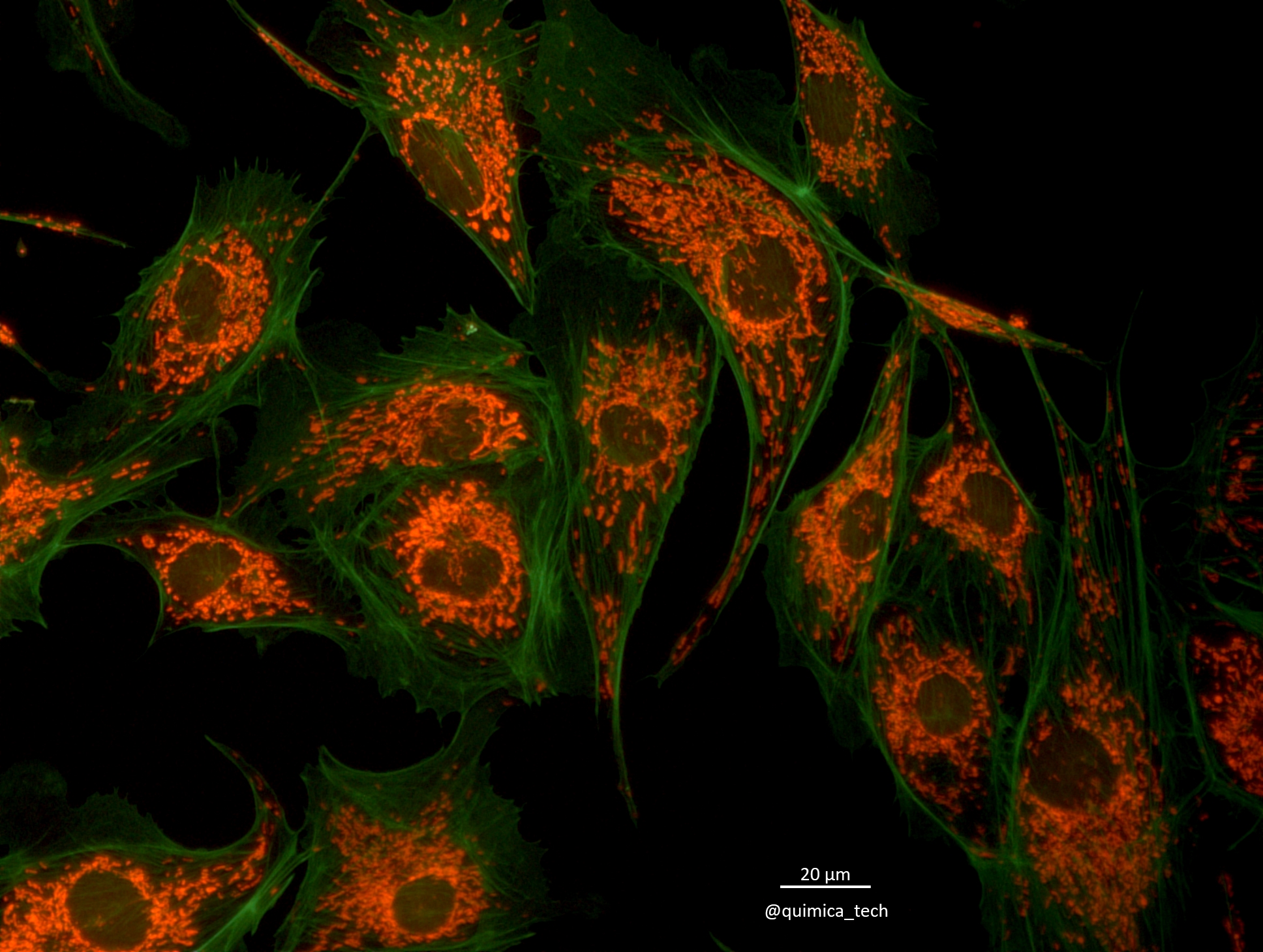 Advantage of Alexa fluor 546 dye: Where to use – Optolong Optics Co,. Ltd
