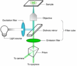 Fluorescence Microscopy: What It Is & How Does It Work? – Optical ...