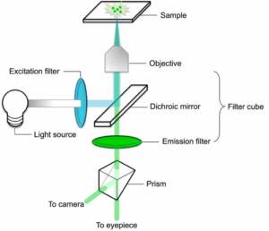 Fluorescence Microscopy: What It Is & How Does It Work? – Optical ...