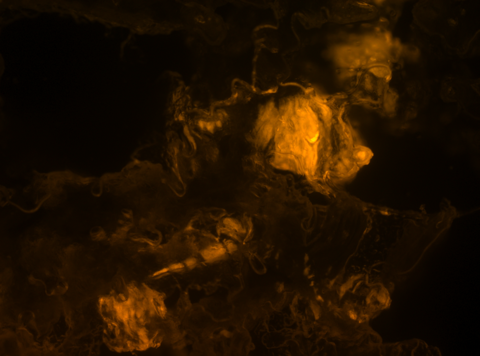 Alexa Fluor 546染料 – 昆明宇隆光电技术有限公司