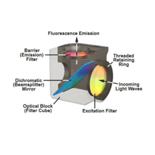 Fluorescence Microscopy Filters: What is It and How to Choose ...